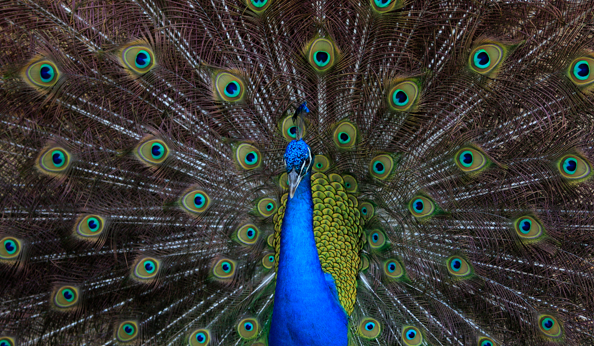 Rare Peacock Colors - The Hip Chick