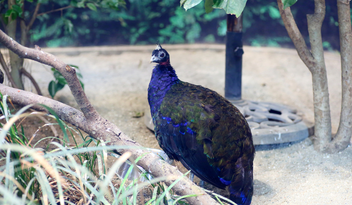 Congo Peafowl Breed Profile - The Hip Chick