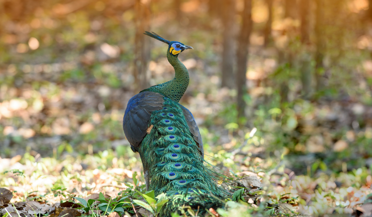 Green Peafowl Breed Profile | GreenStories