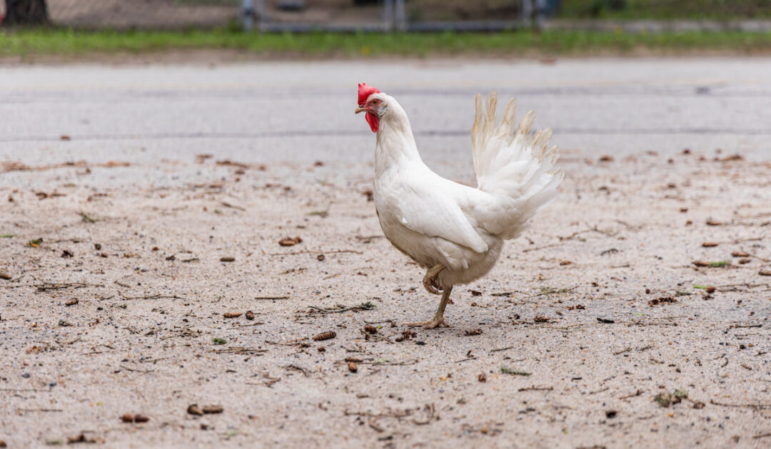 6 Reasons Chickens Stand on One Leg - The Hip Chick