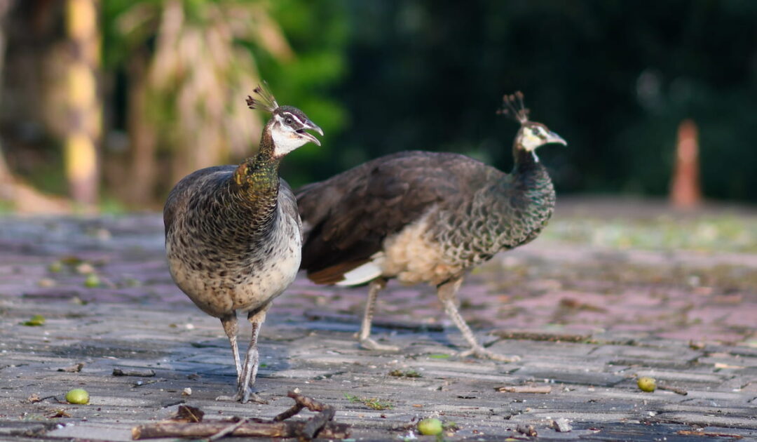 Ultimate Guide to Raising Baby Peacocks - The Hip Chick