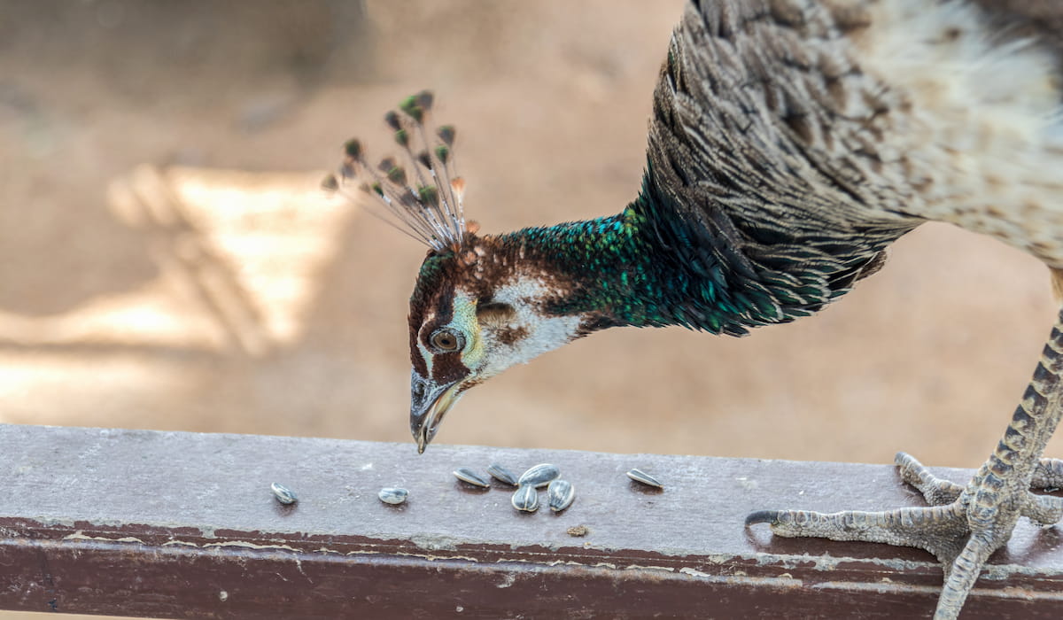 Ultimate Guide to Raising Baby Peacocks - The Hip Chick