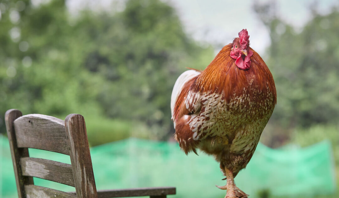 6 Reasons Chickens Stand on One Leg - The Hip Chick
