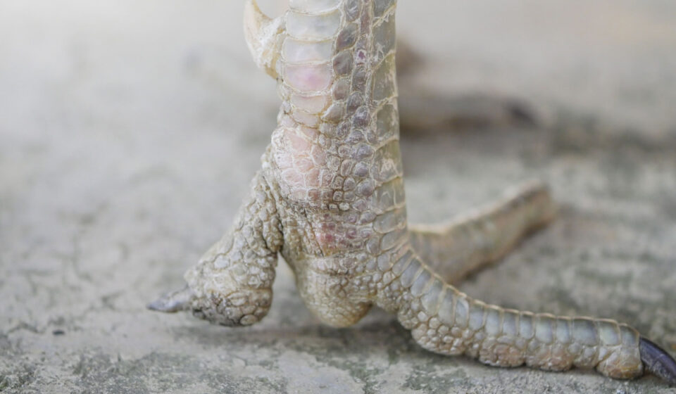 6 Reasons Chickens Stand on One Leg - The Hip Chick