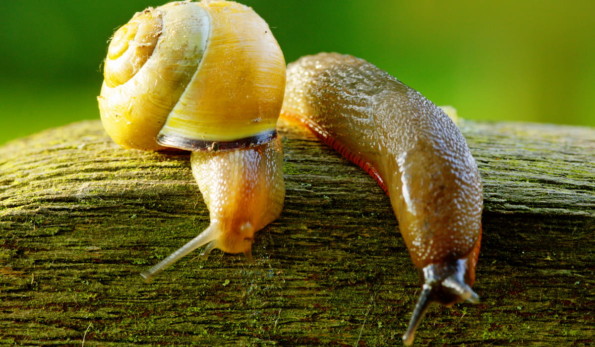 Can Chickens Eat Slugs and Snails? - The Hip Chick