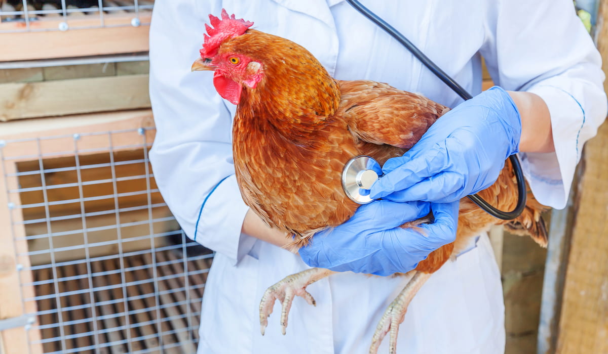 3 Reasons Your Chicken Might Be Limping - The Hip Chick