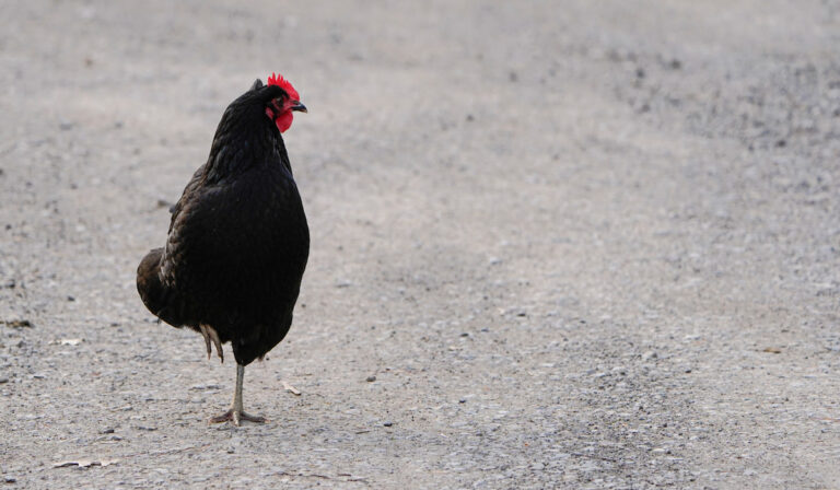 6 Reasons Chickens Stand on One Leg - The Hip Chick