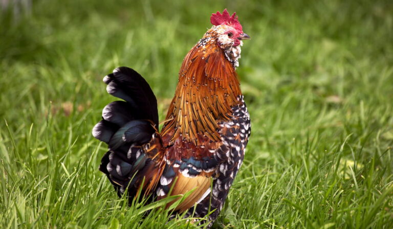 11 Speckled Chicken Breeds - The Hip Chick