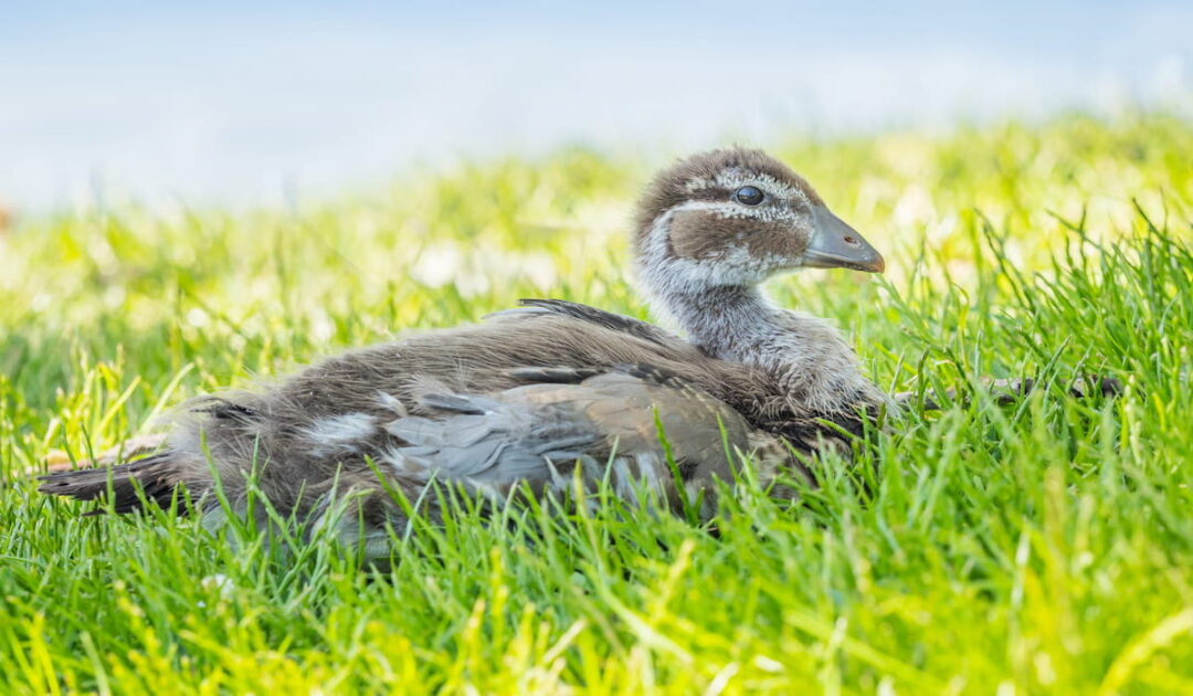Types of Ducklings (With Pictures) - The Hip Chick