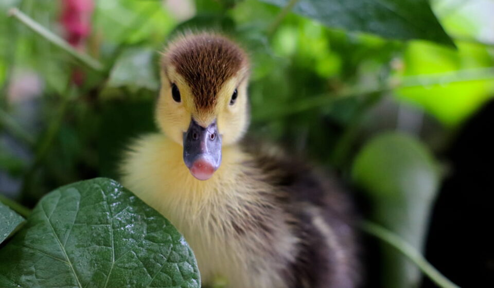Types of Ducklings (With Pictures) - The Hip Chick