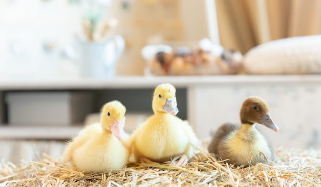 Types of Ducklings (With Pictures) - The Hip Chick