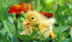 Types of Ducklings (With Pictures) - The Hip Chick