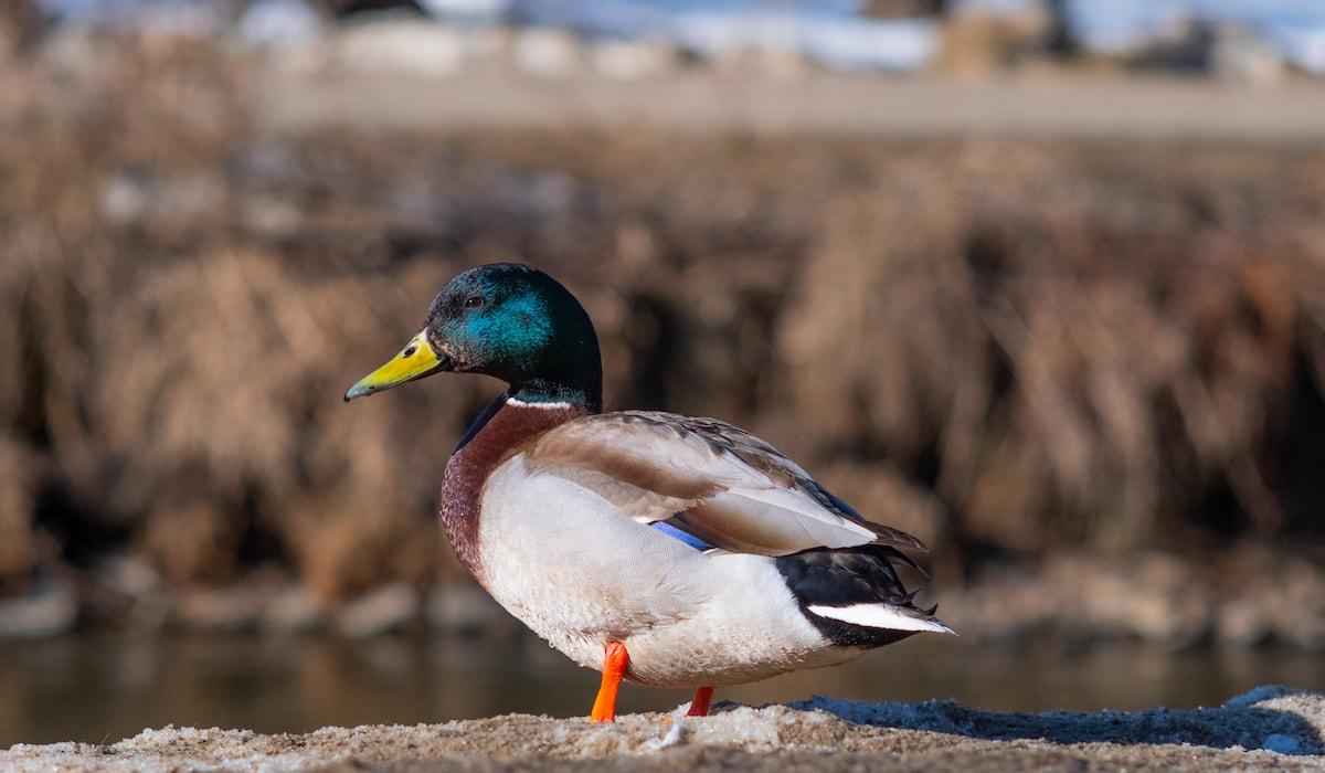 Colorful Duck Breeds - The Hip Chick