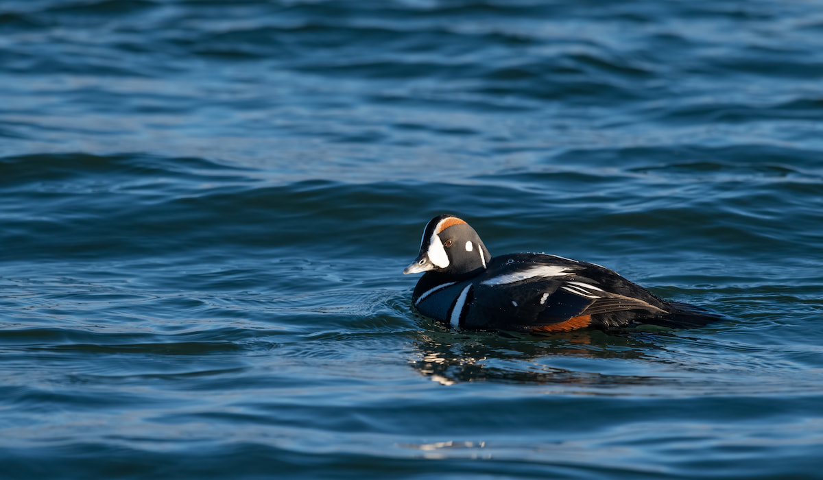 11 Small Duck Breeds - The Hip Chick