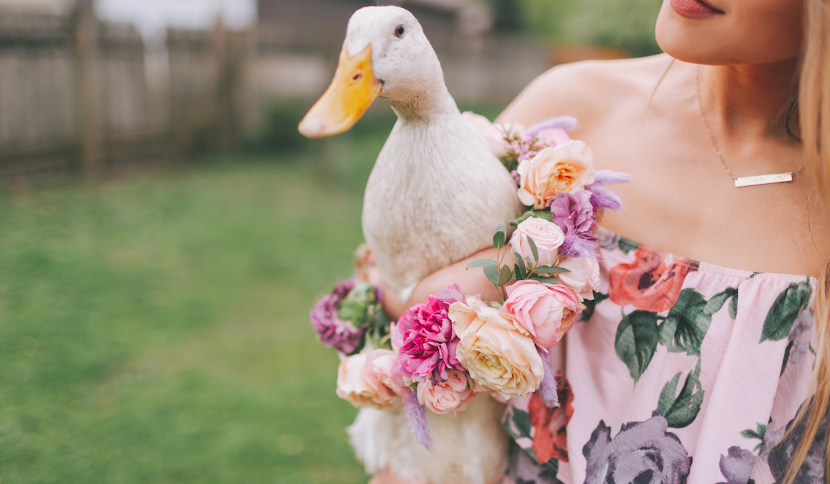 Best Duck Breeds for Pets - The Hip Chick