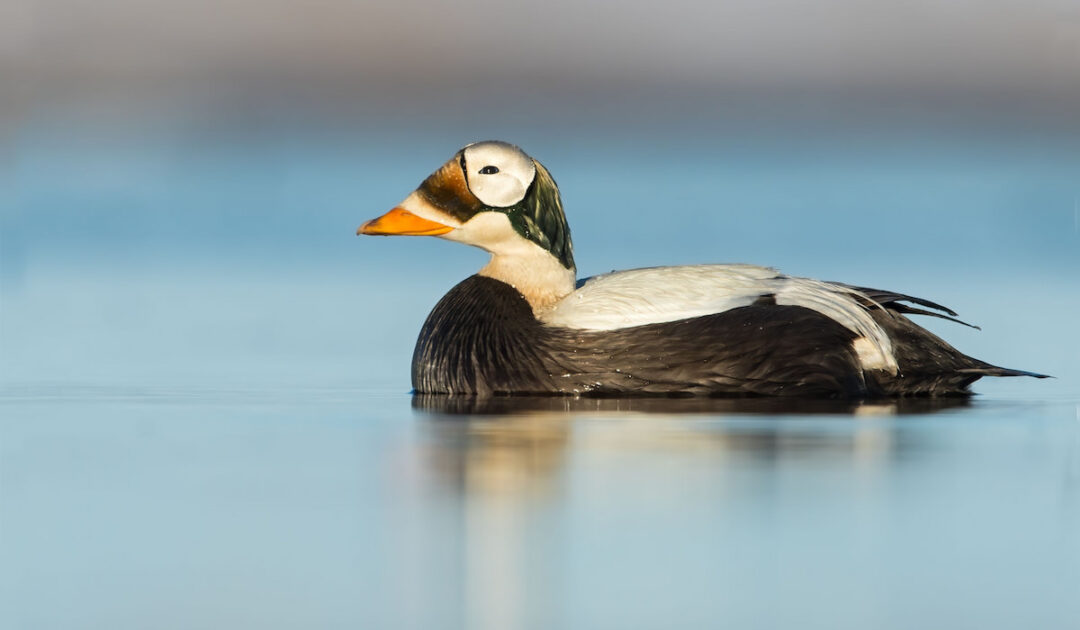 Colorful Duck Breeds - The Hip Chick