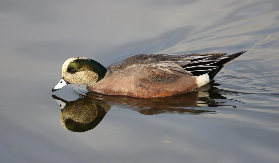 Types of Ducks - The Hip Chick