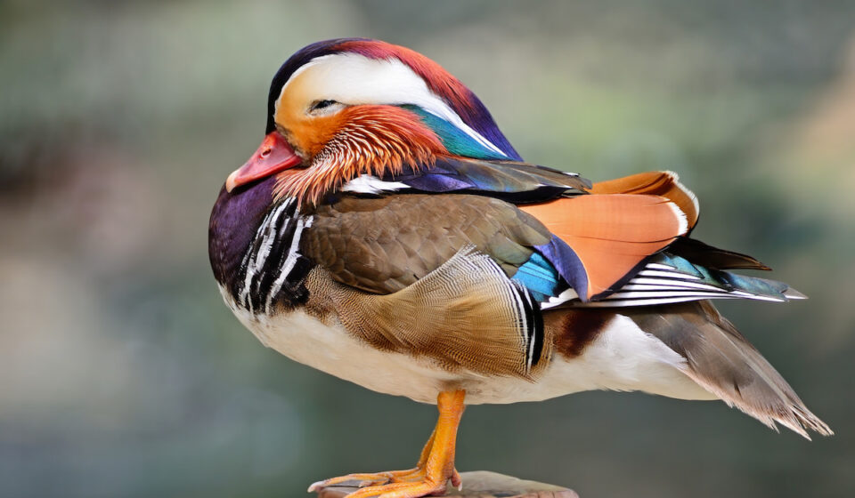Colorful Duck Breeds - The Hip Chick