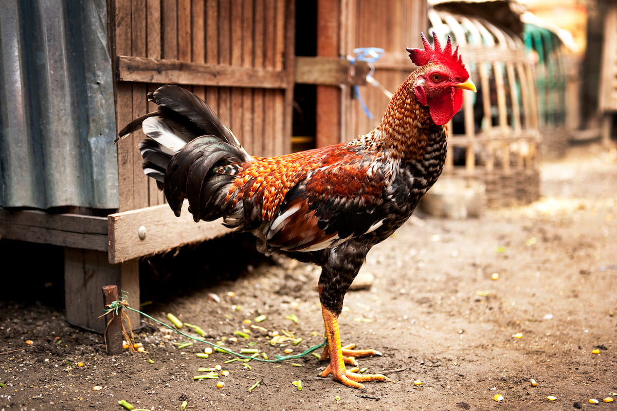 9 Ways to Tell a Rooster From a Hen - The Hip Chick