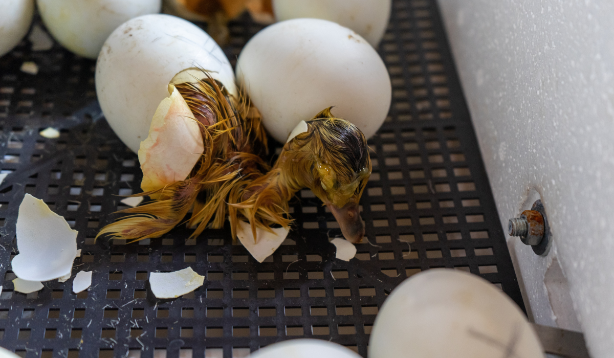 Ultimate Guide to Incubating Duck Eggs - The Hip Chick