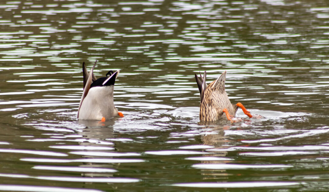 Types of Ducks - The Hip Chick