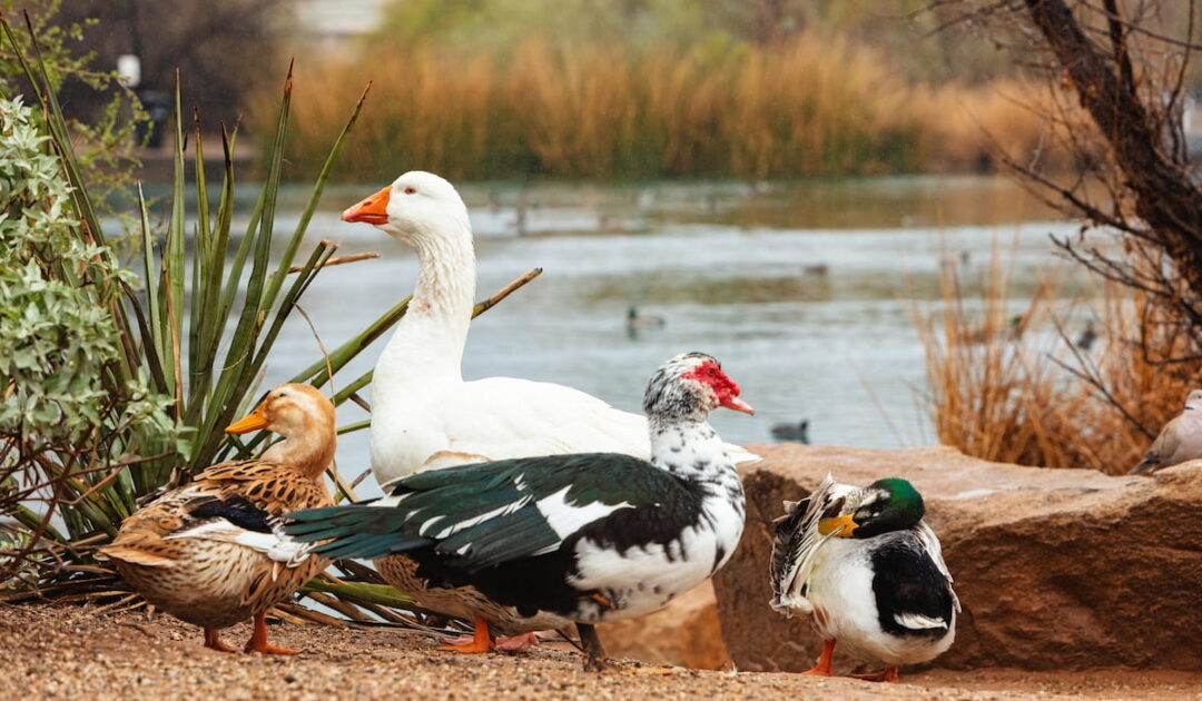 Can Ducks and Geese Breed? - The Hip Chick