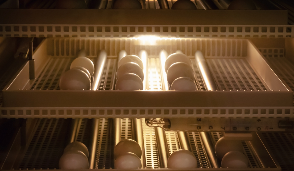 Ultimate Guide to Incubating Duck Eggs - The Hip Chick