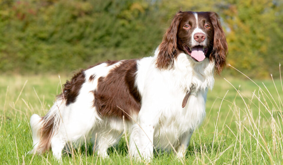 11 Dog Breeds for Duck Hunting - The Hip Chick