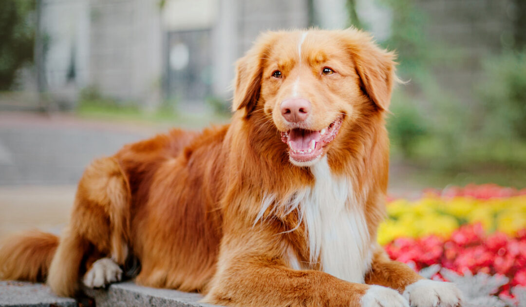 11 Dog Breeds for Duck Hunting - The Hip Chick