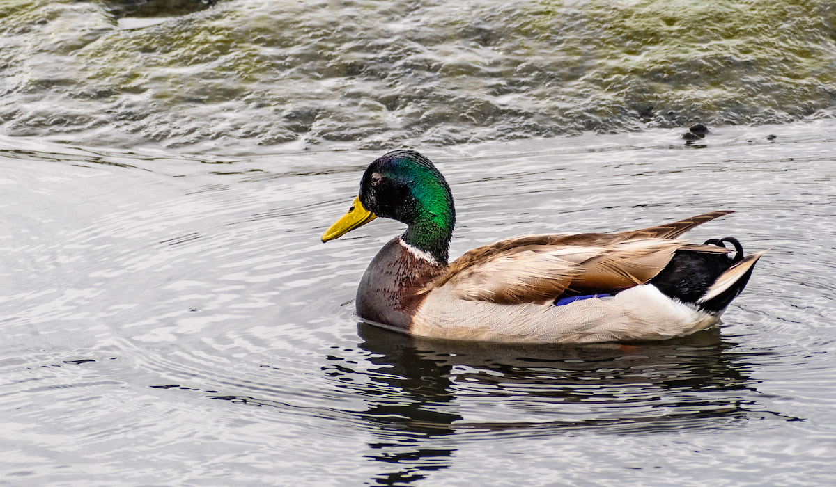 Best Duck Breeds for Pets - The Hip Chick