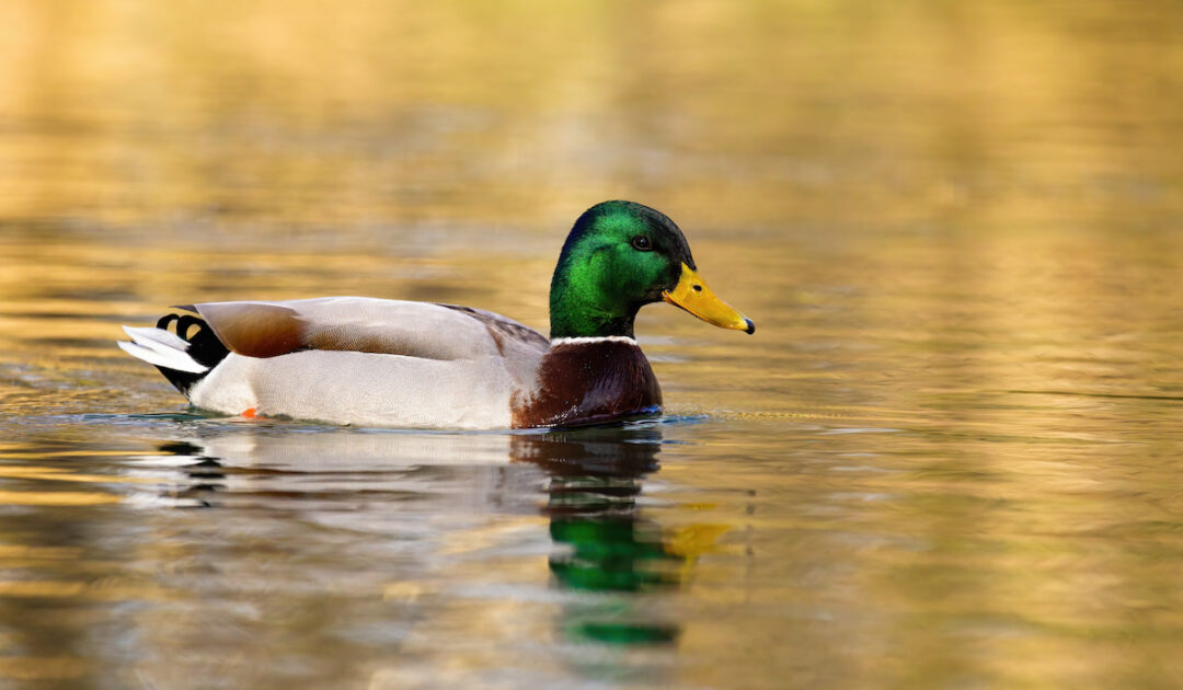 Types of Ducks - The Hip Chick