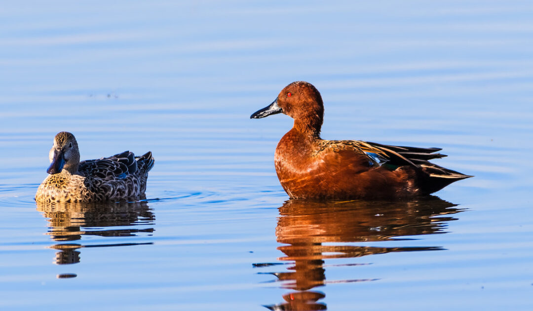 Types of Ducks - The Hip Chick