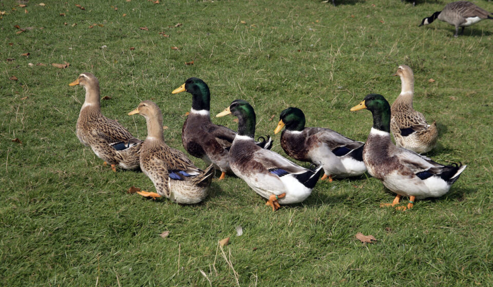 7 Large Duck Breeds - The Hip Chick