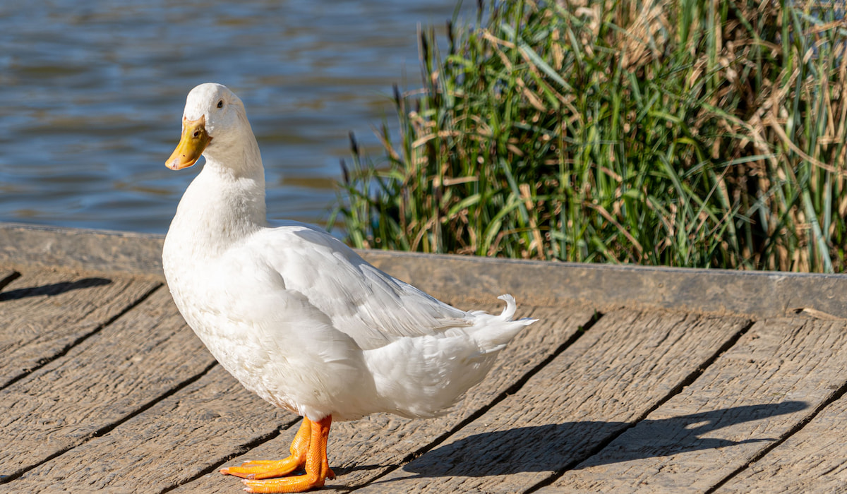 White Duck Breeds - The Hip Chick