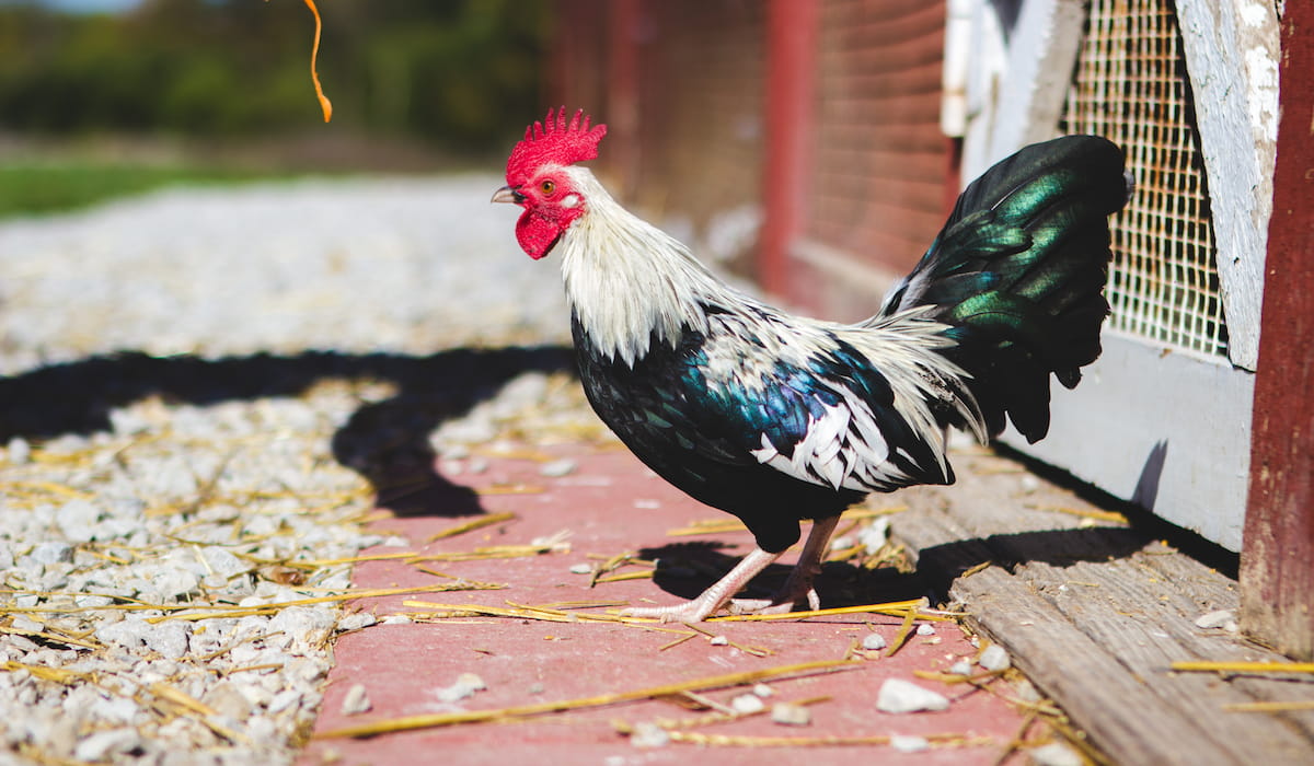 9 Ways to Tell a Rooster From a Hen - The Hip Chick