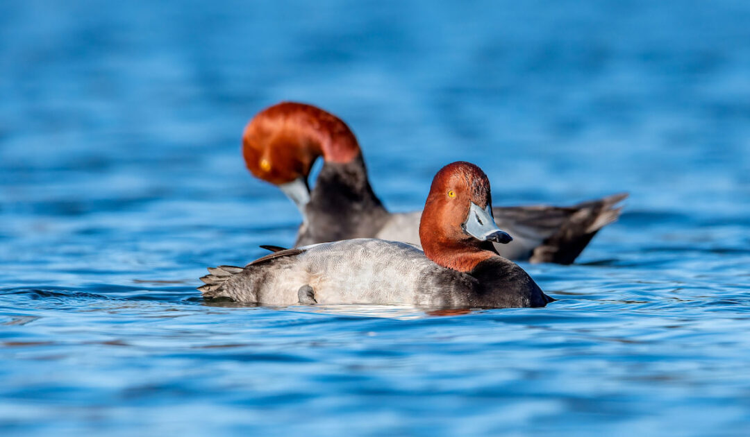 Types of Ducks - The Hip Chick