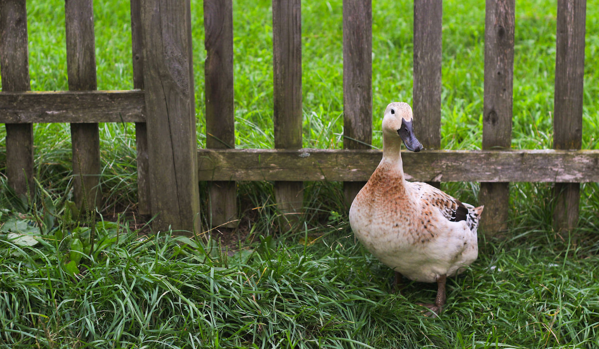 Domestic Duck Breeds - The Hip Chick