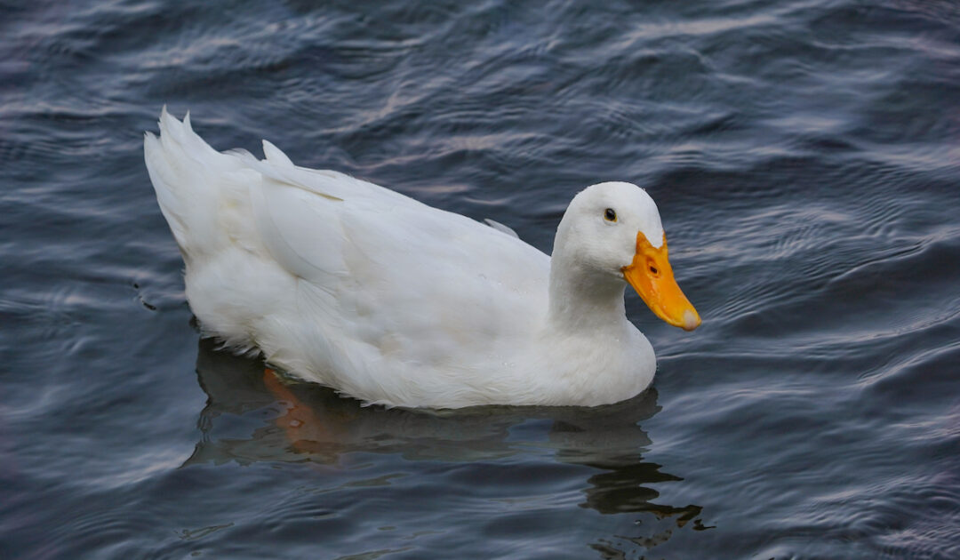 7 Large Duck Breeds - The Hip Chick