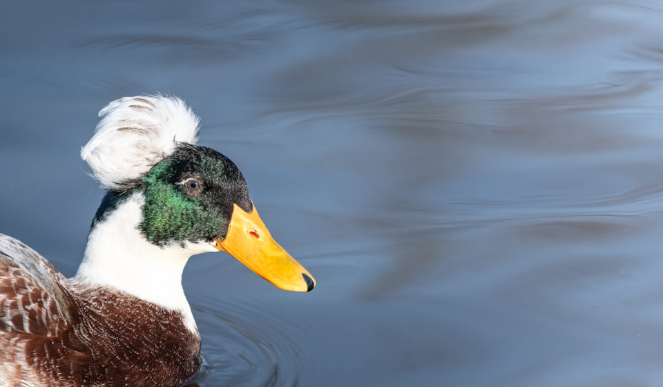 11 Small Duck Breeds - The Hip Chick