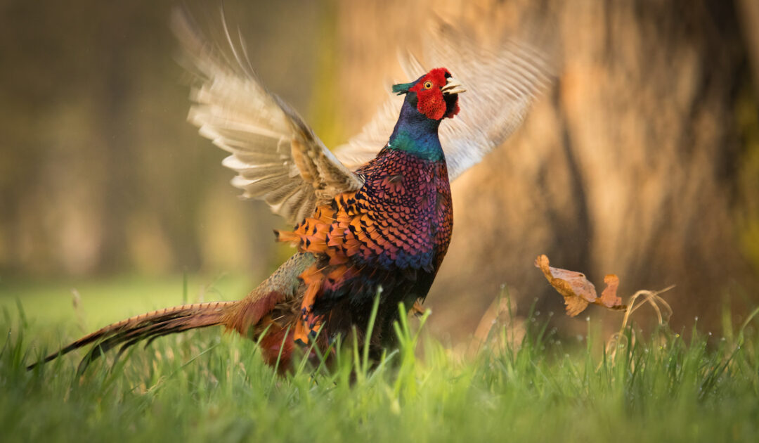 What Does Pheasant Taste Like? - The Hip Chick