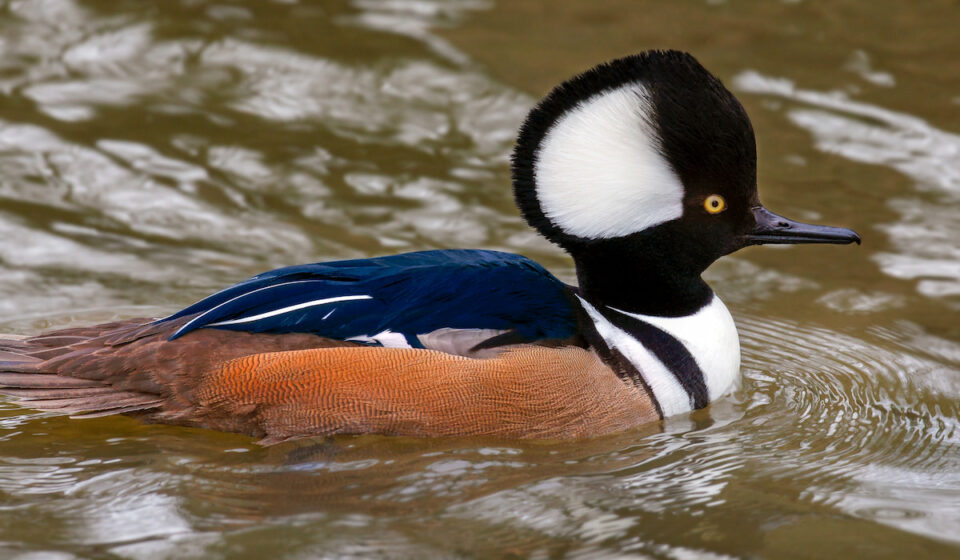 23 Types of Florida Ducks - The Hip Chick