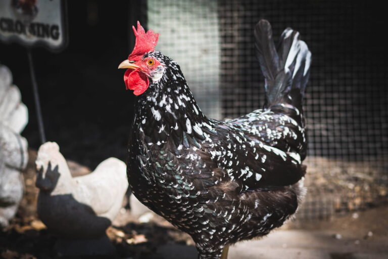 11 Speckled Chicken Breeds - The Hip Chick