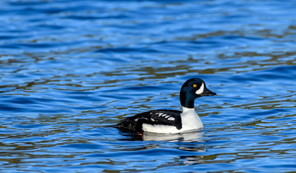 Black and White Duck Breeds - The Hip Chick