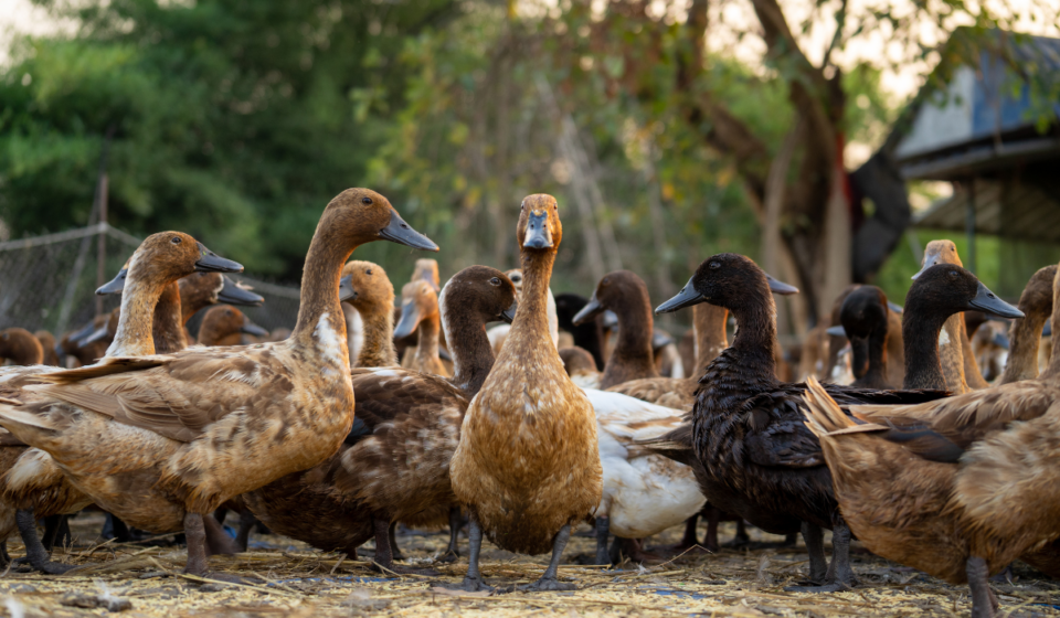 9 Meat Duck Breeds - The Hip Chick