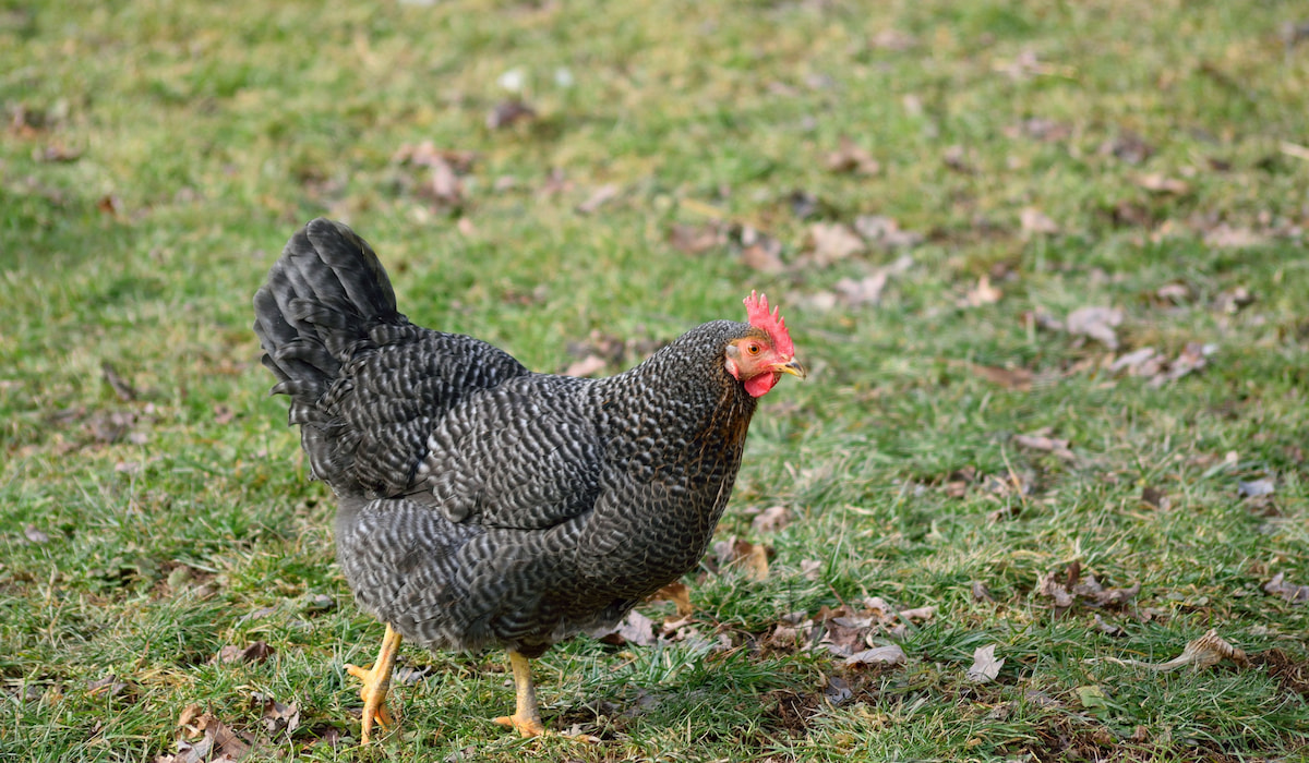 7 Best Egg-Laying Chickens for Texas - The Hip Chick