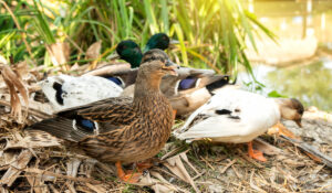 Call Duck Breed - The Hip Chick