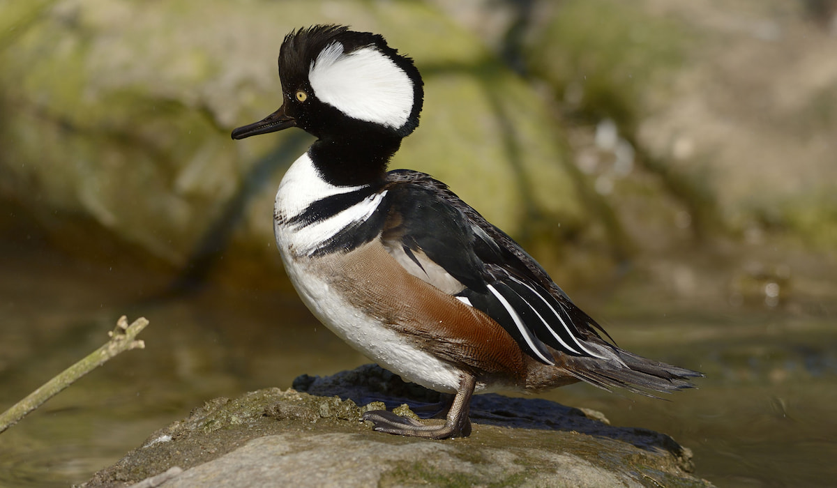 Black and White Duck Breeds - The Hip Chick