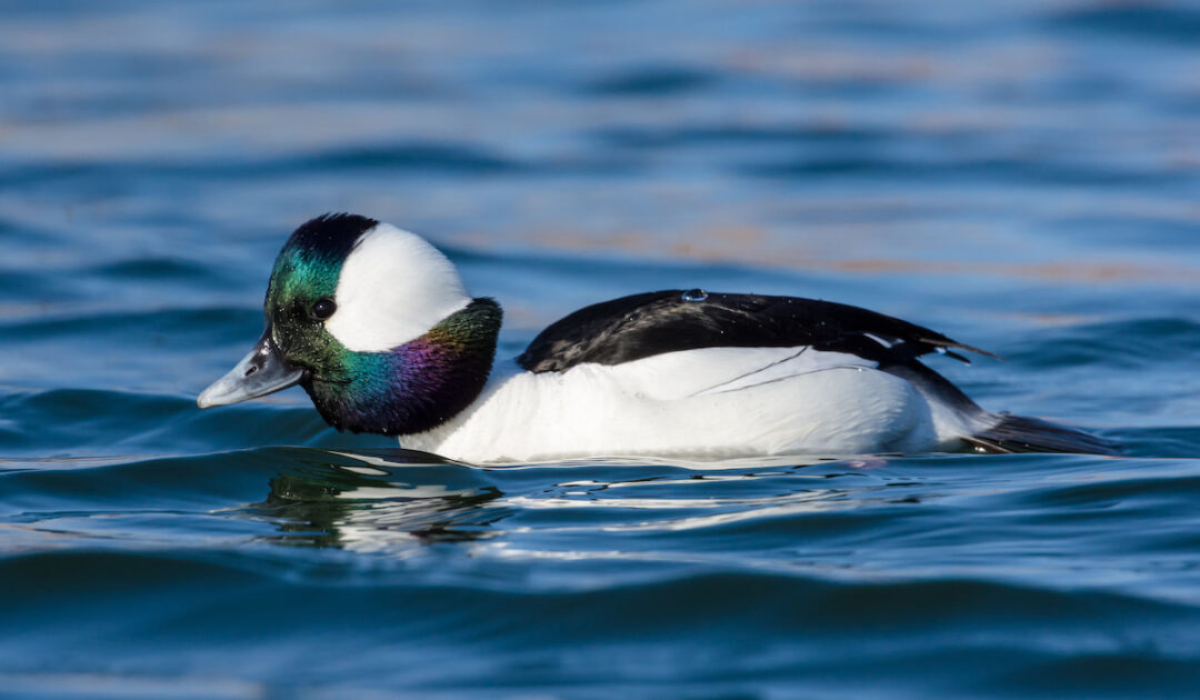 Black and White Duck Breeds - The Hip Chick