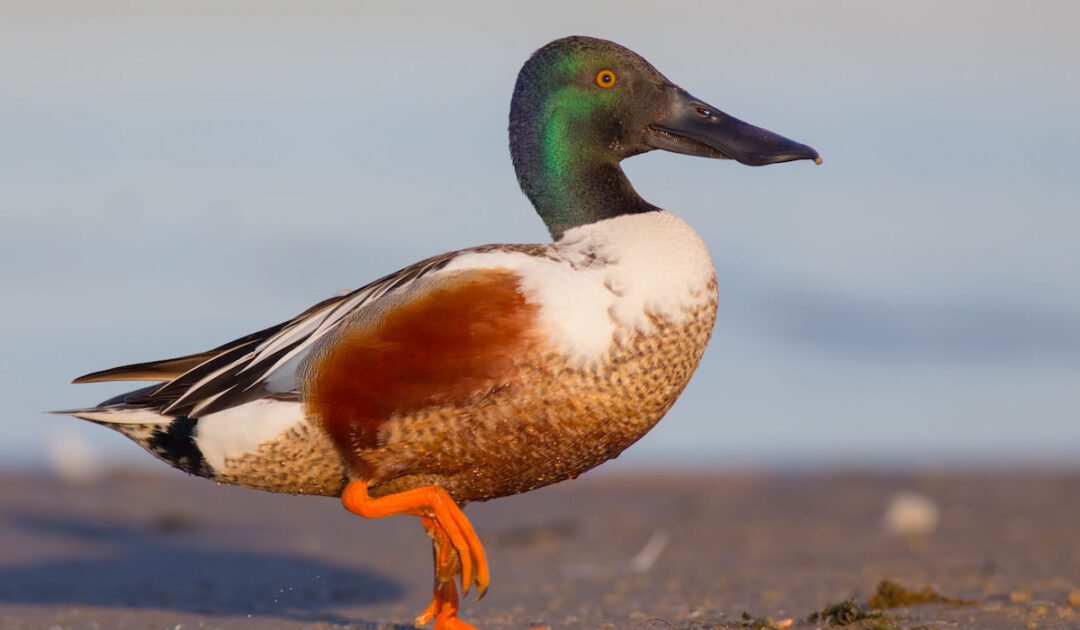 23 Types of Florida Ducks - The Hip Chick