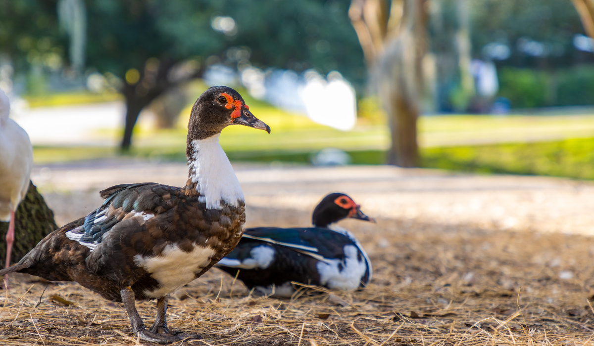 9 Meat Duck Breeds - The Hip Chick